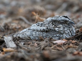 Common Poorwill - eBird