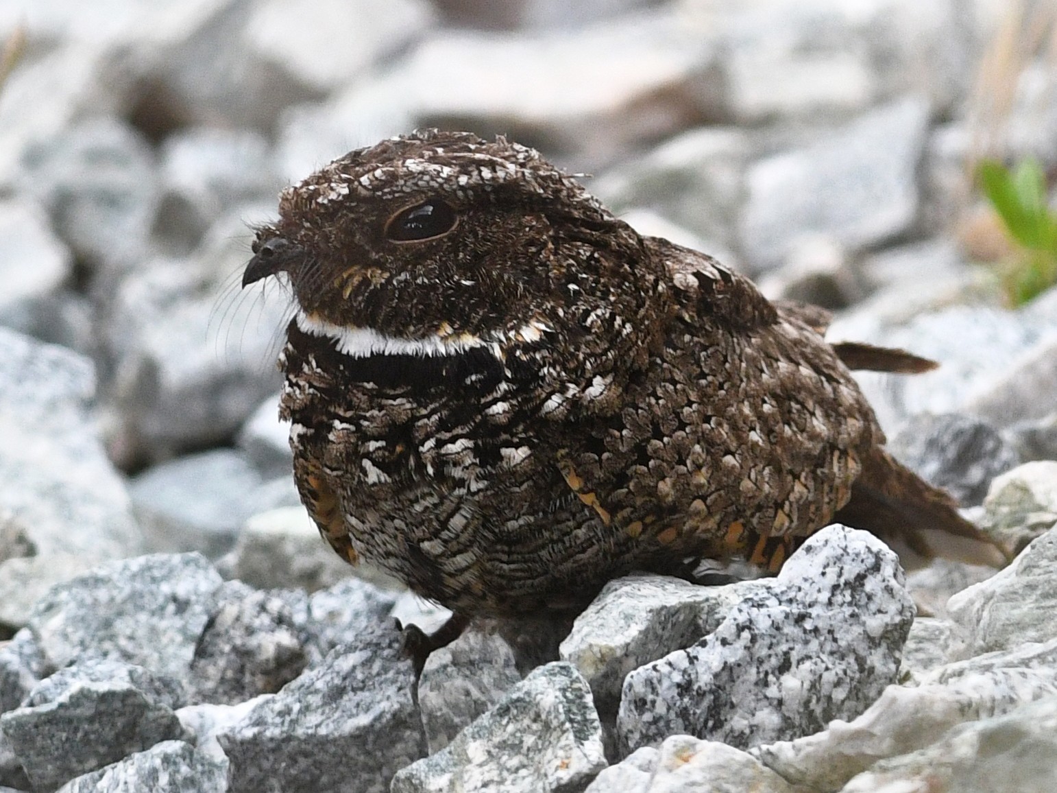 Common Poorwill - eBird