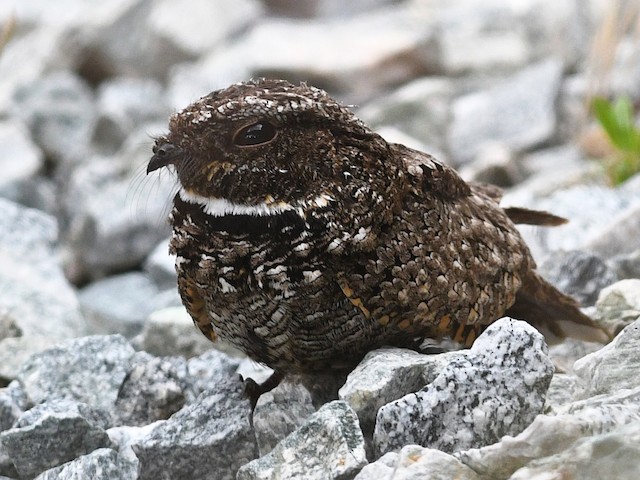 Common Poorwill Baby
