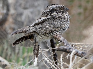 Common Poorwill - eBird