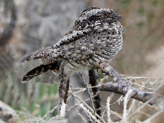 Common Poorwill In Flight