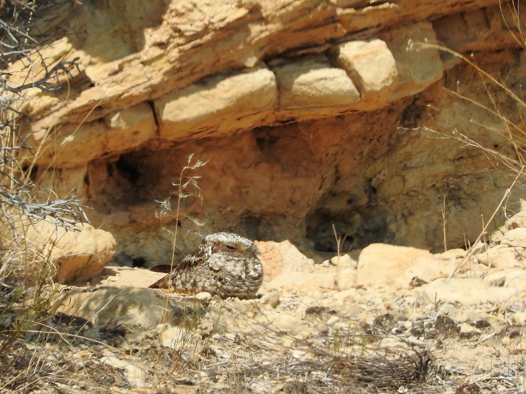 Common Poorwill - eBird