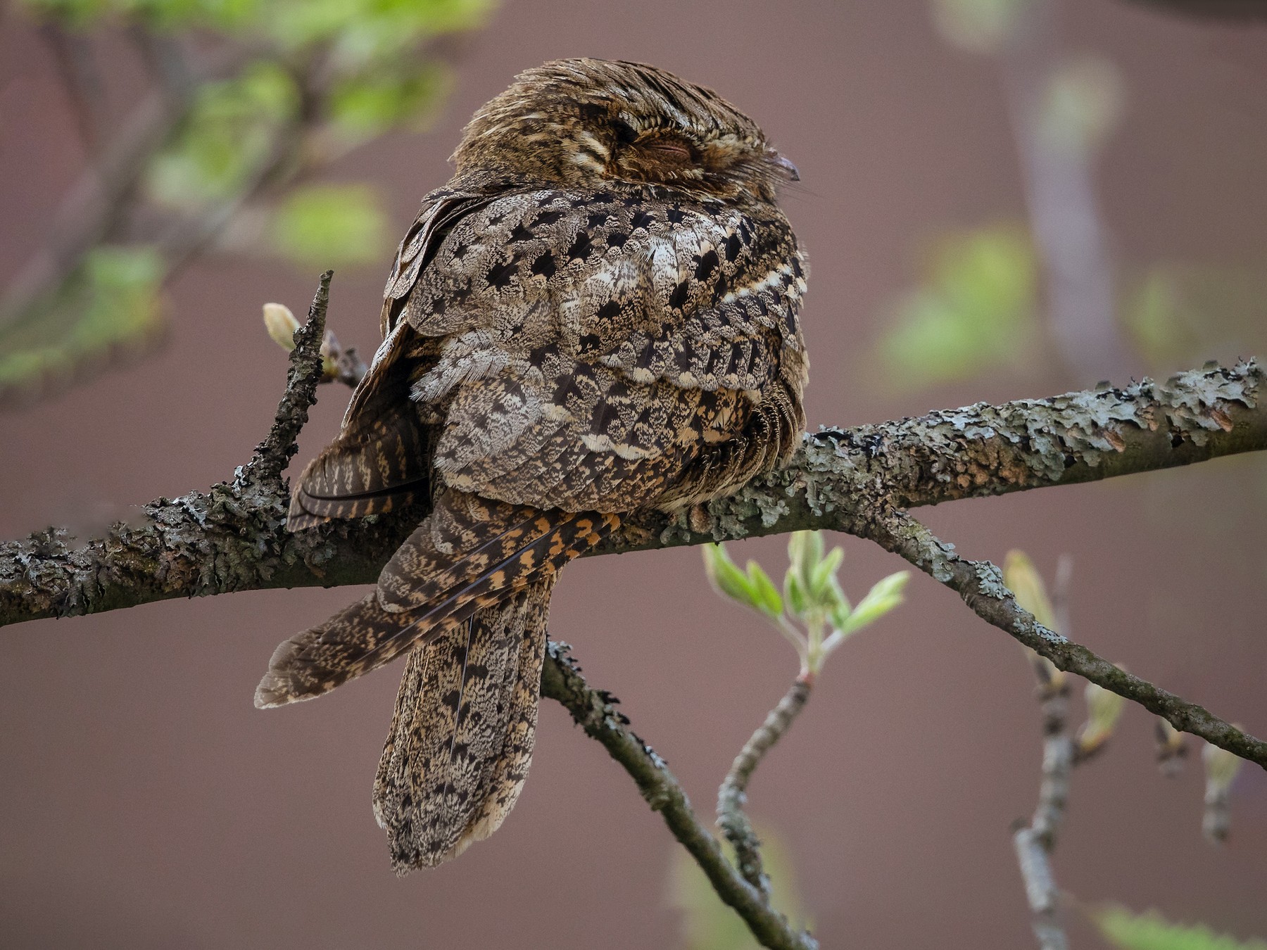 Chuck-will's-widow - eBird