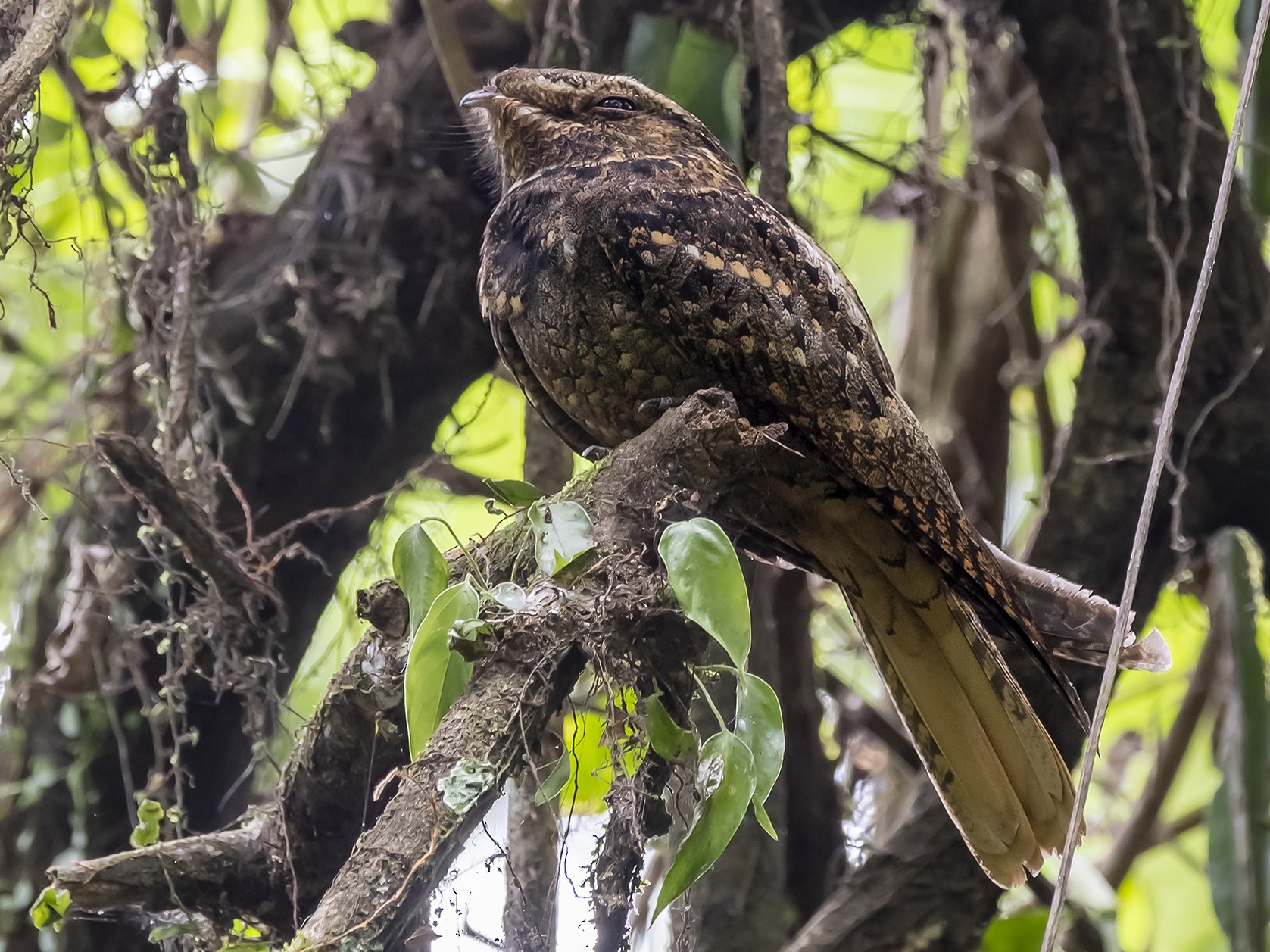 Chuck-will's-widow - eBird