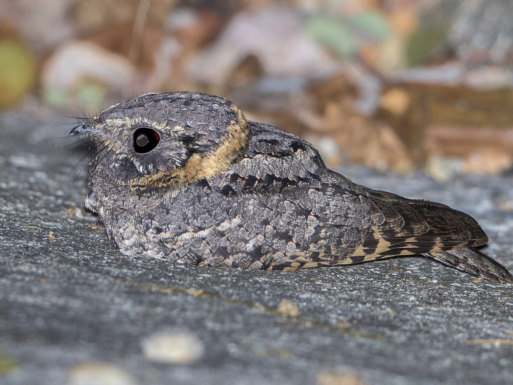 Buff-collared Nightjar - eBird