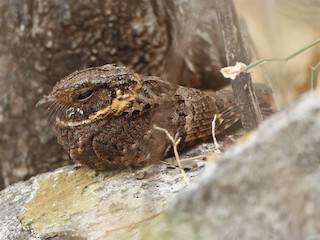 Buff-collared Nightjar - eBird