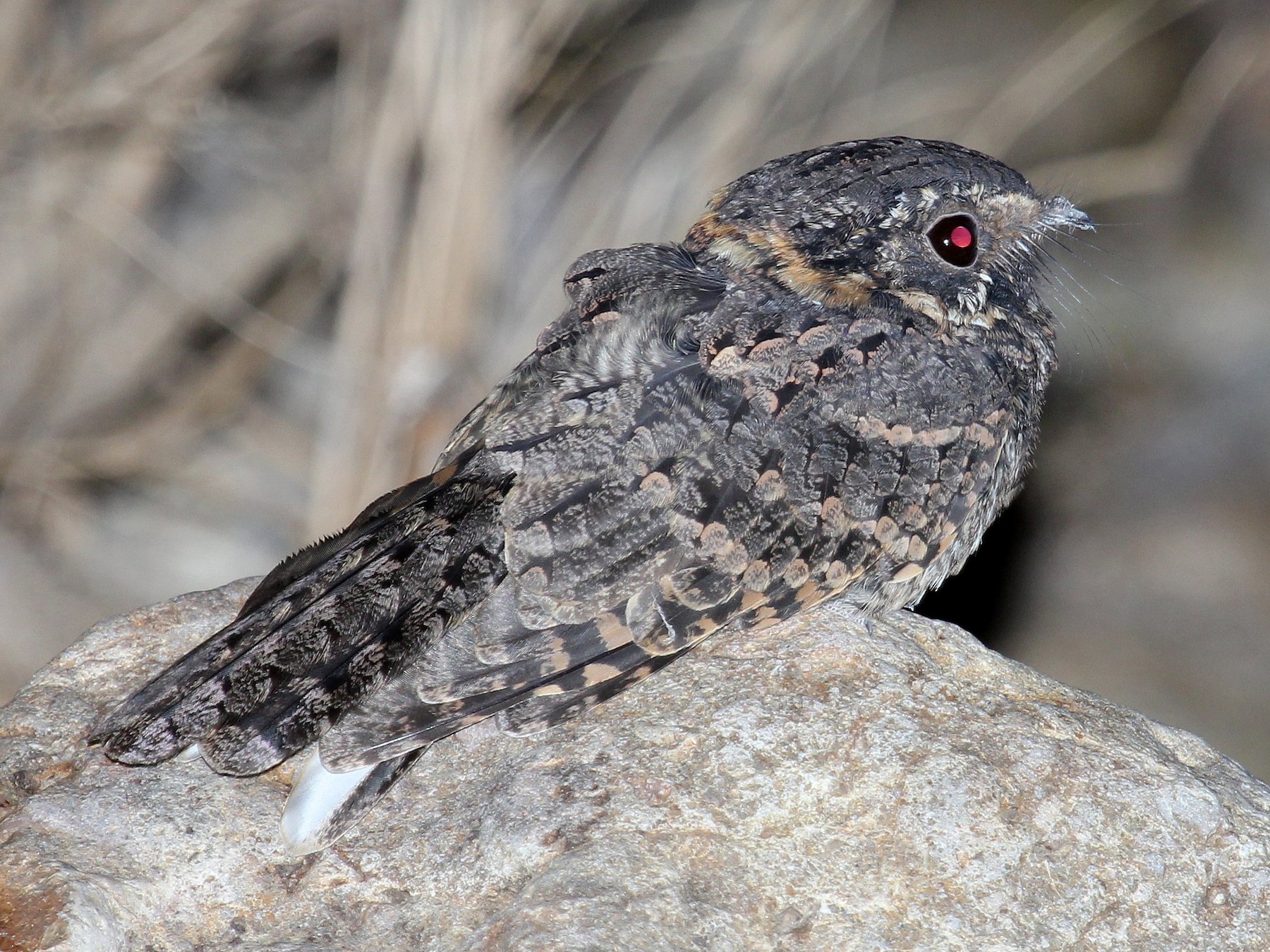 Buff-collared Nightjar - eBird