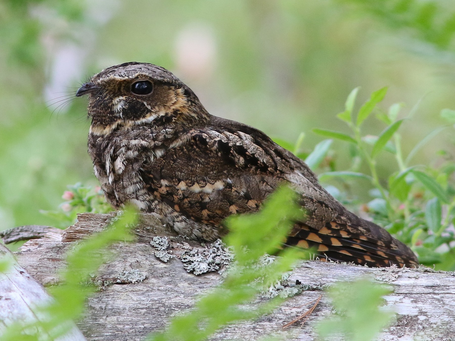 Eastern Whip-poor-will - eBird