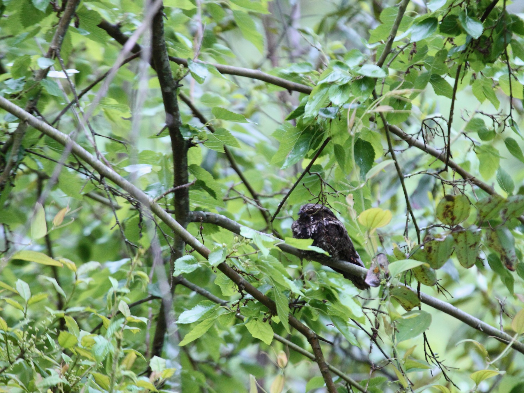 Eastern Whip-poor-will - eBird