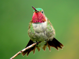 Colibri à queue large - eBird