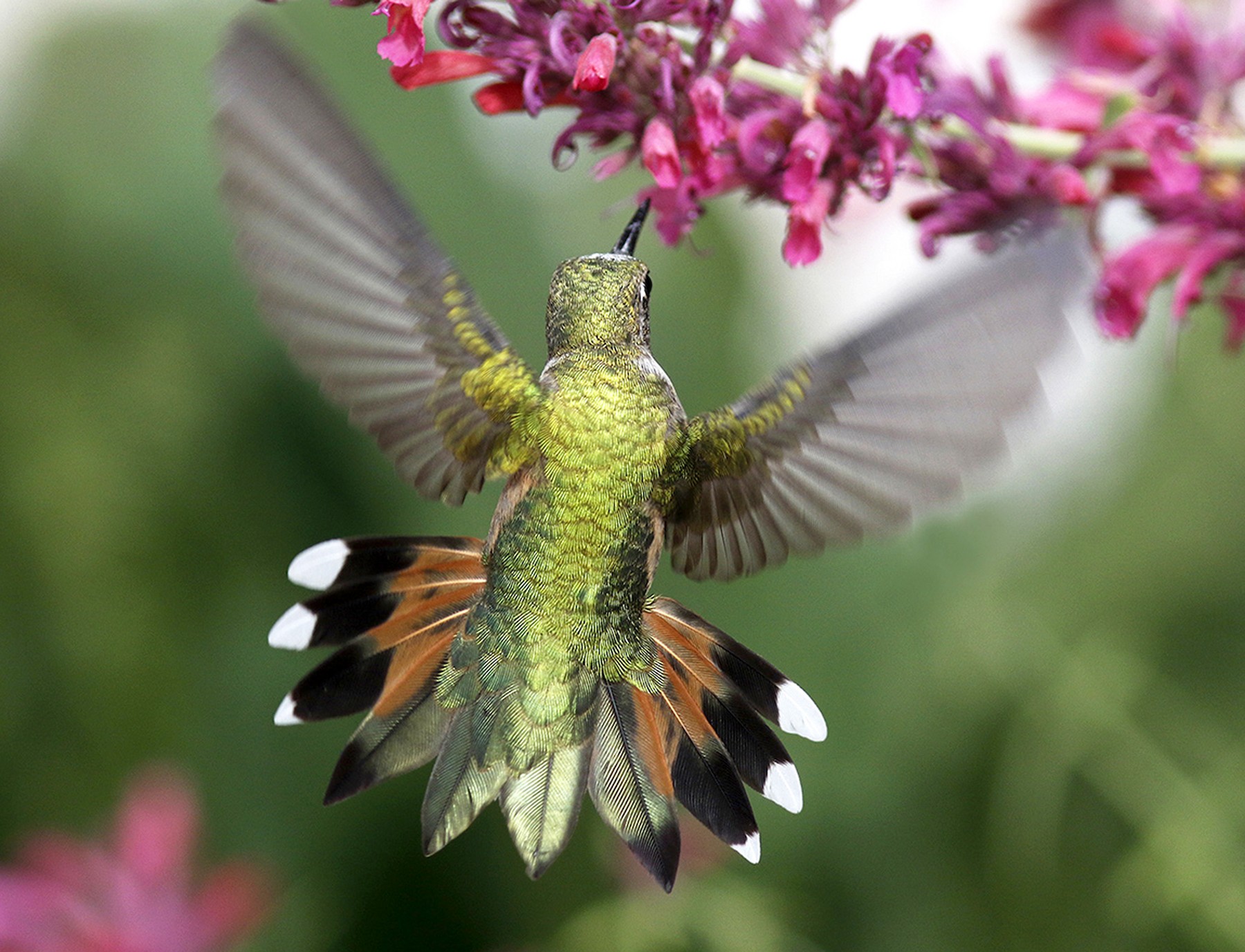 Broad-tailed Hummingbird - eBird