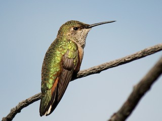 Colibri à queue large - eBird