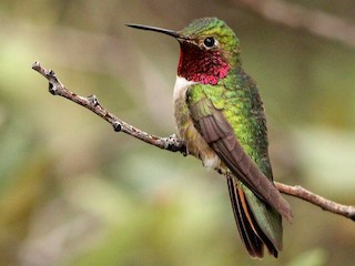 Broad-tailed Hummingbird - eBird