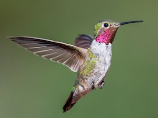 Colibri à queue large - eBird
