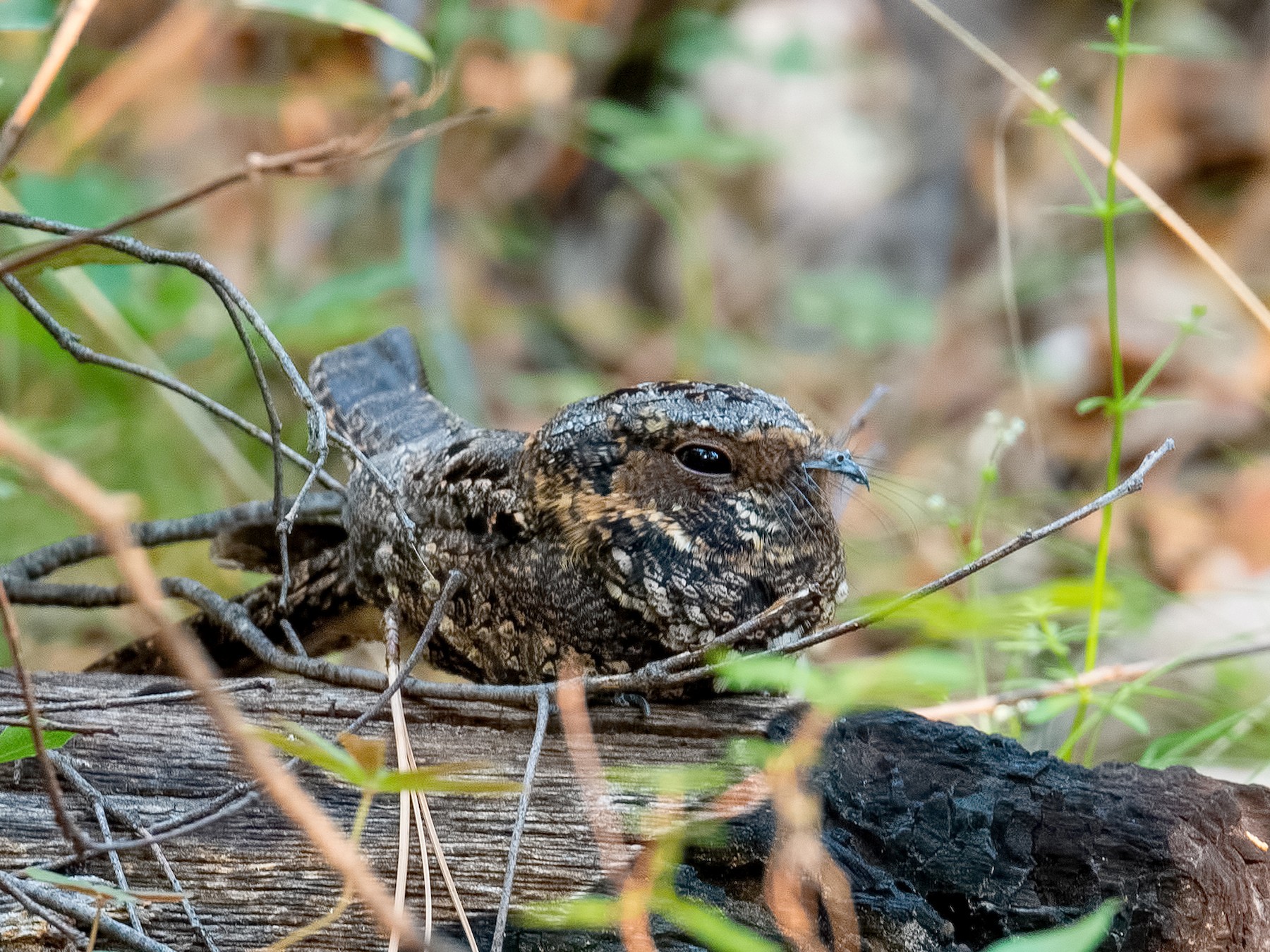 Mexican Whip-poor-will - eBird