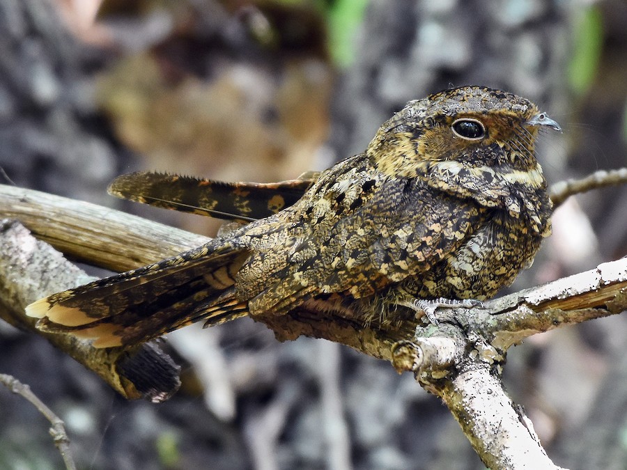 Mexican Whip-poor-will - eBird