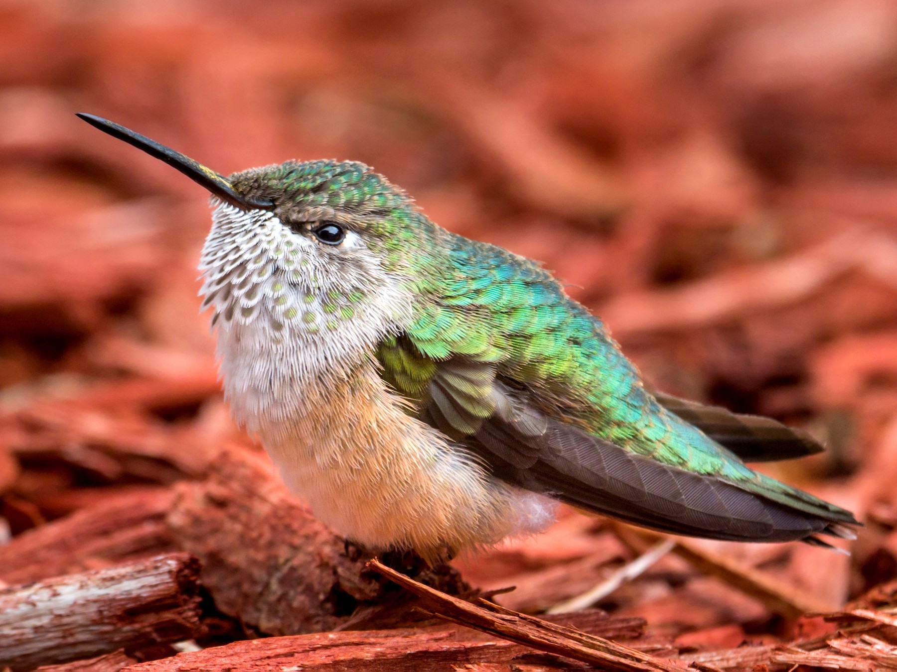Broad-tailed Hummingbird - eBird