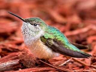 Colibri à queue large - eBird