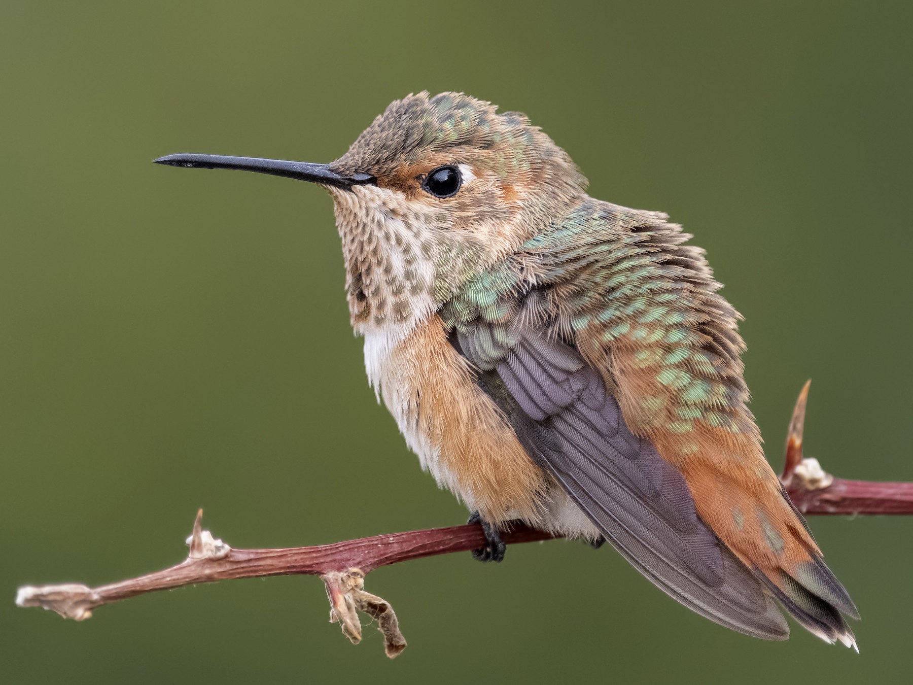 Allen's Hummingbird - eBird