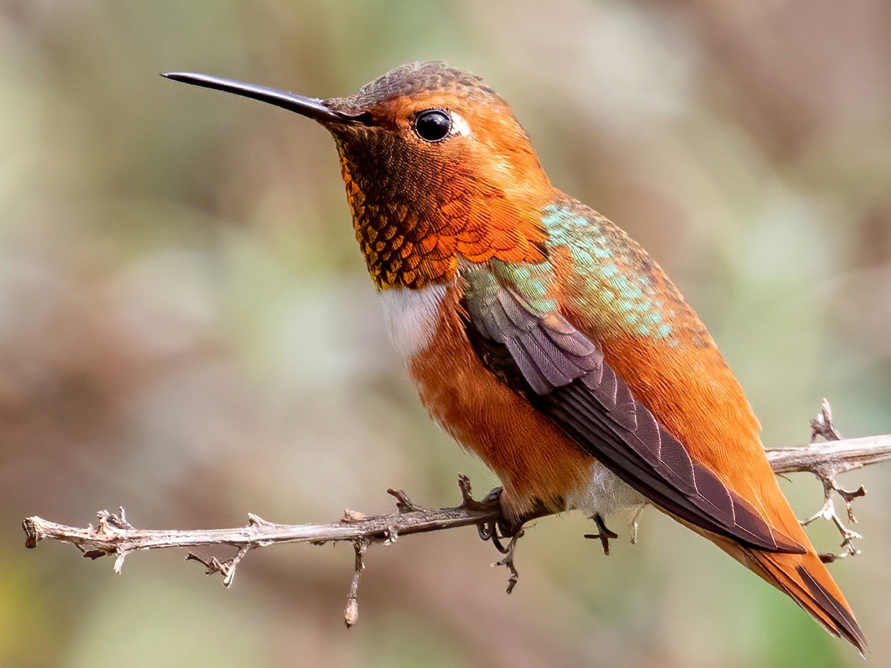 Allen's Hummingbird - eBird
