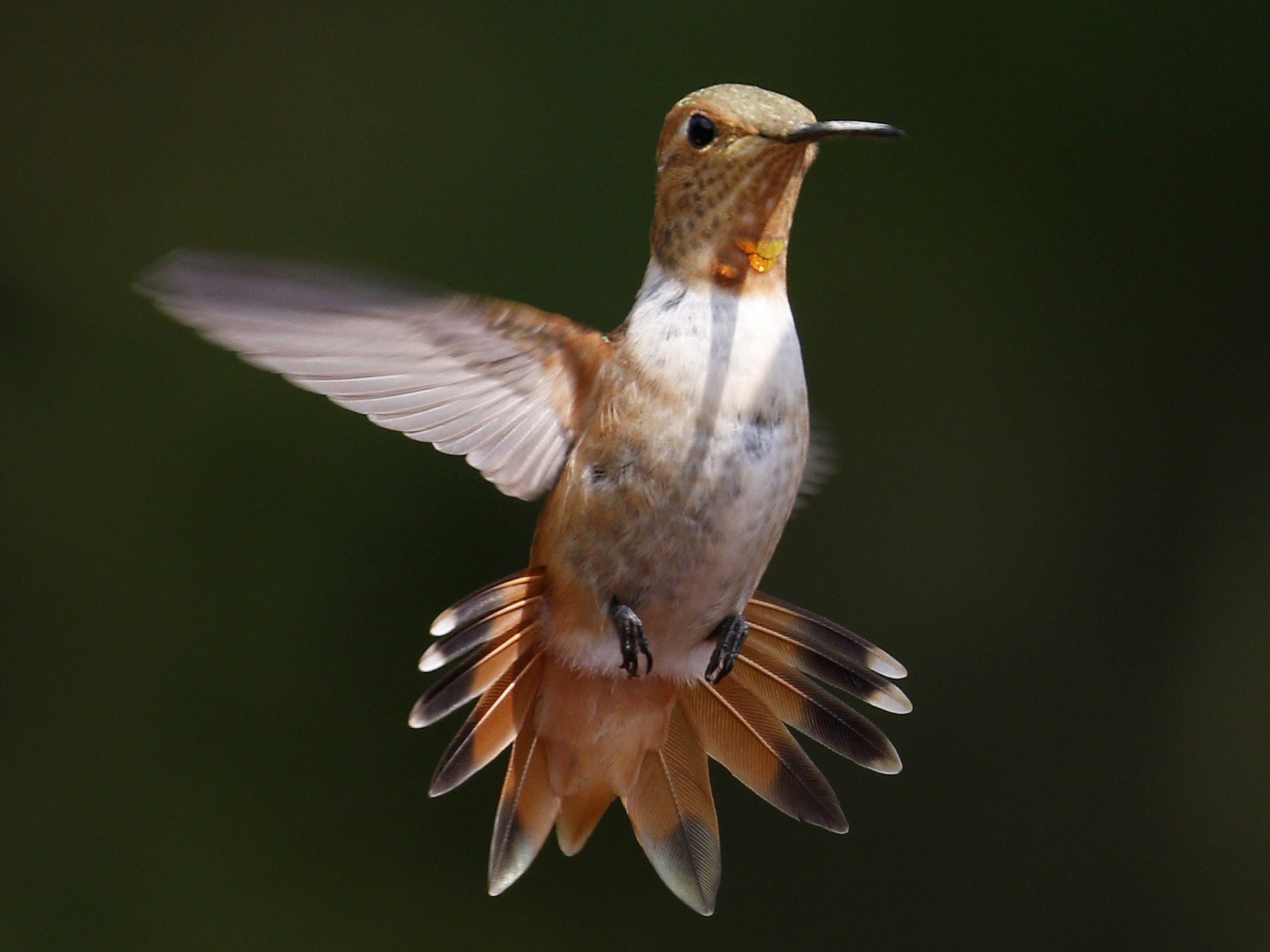 Allen's Hummingbird - eBird