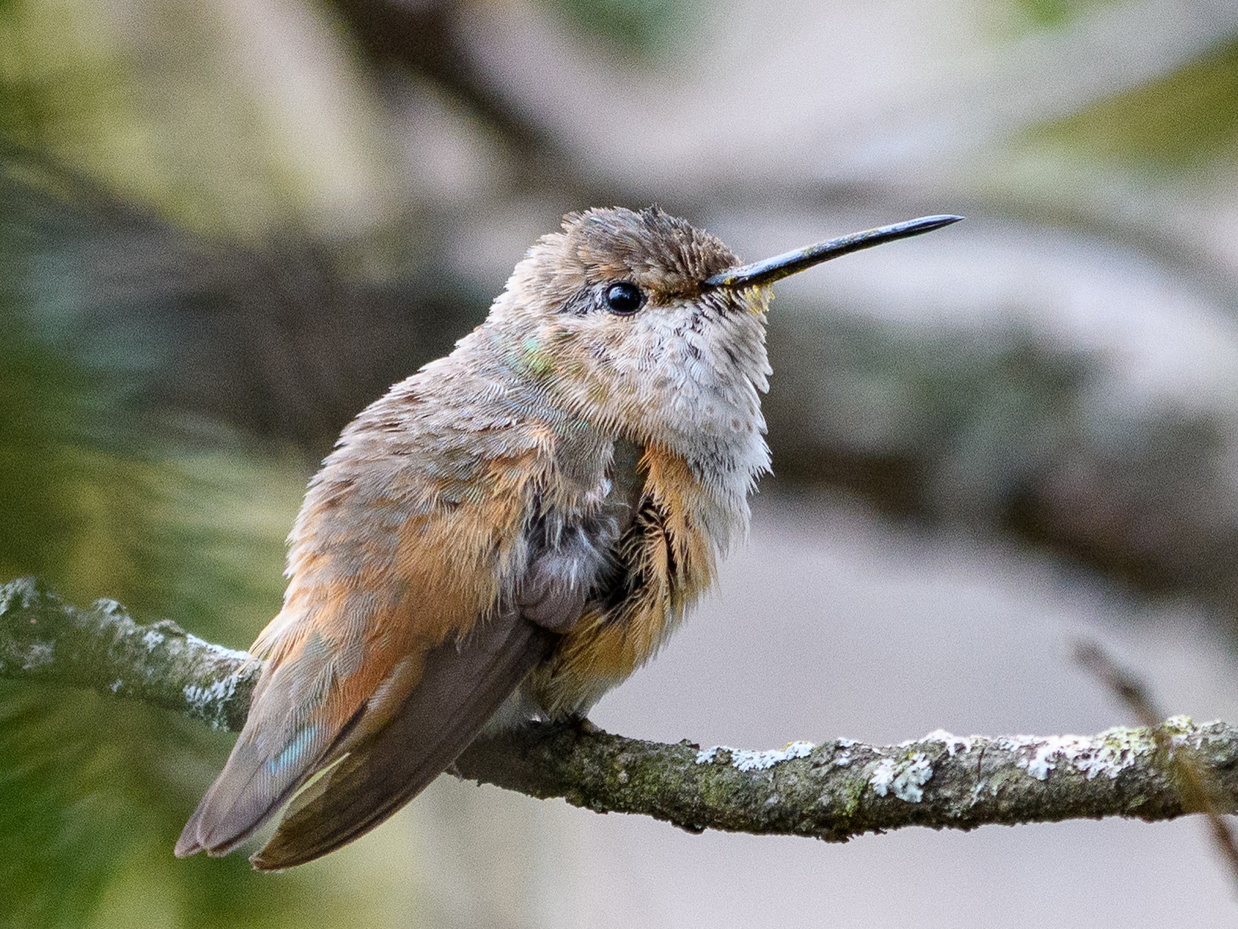 Allen's Hummingbird - eBird