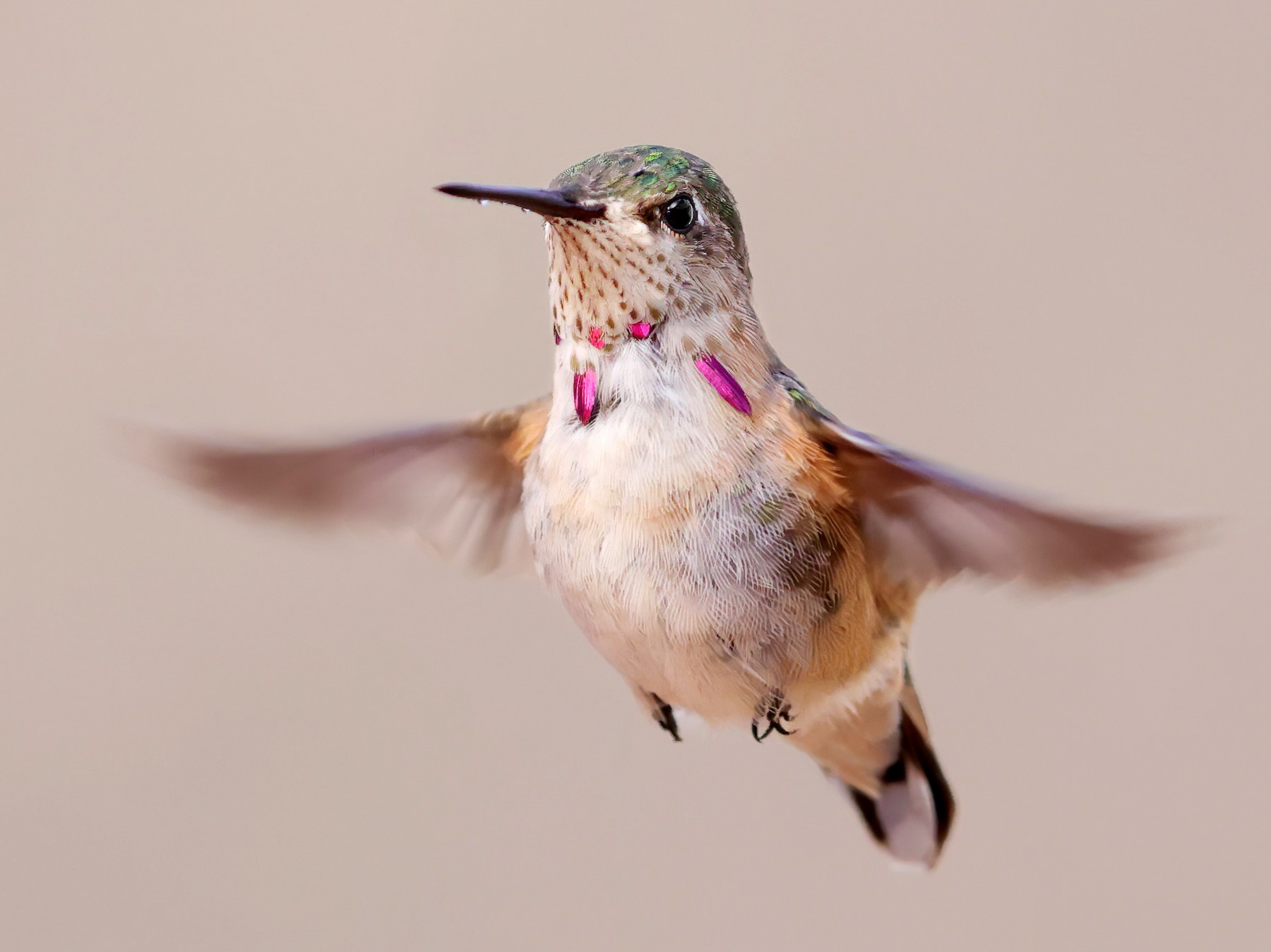Calliope Hummingbird - eBird