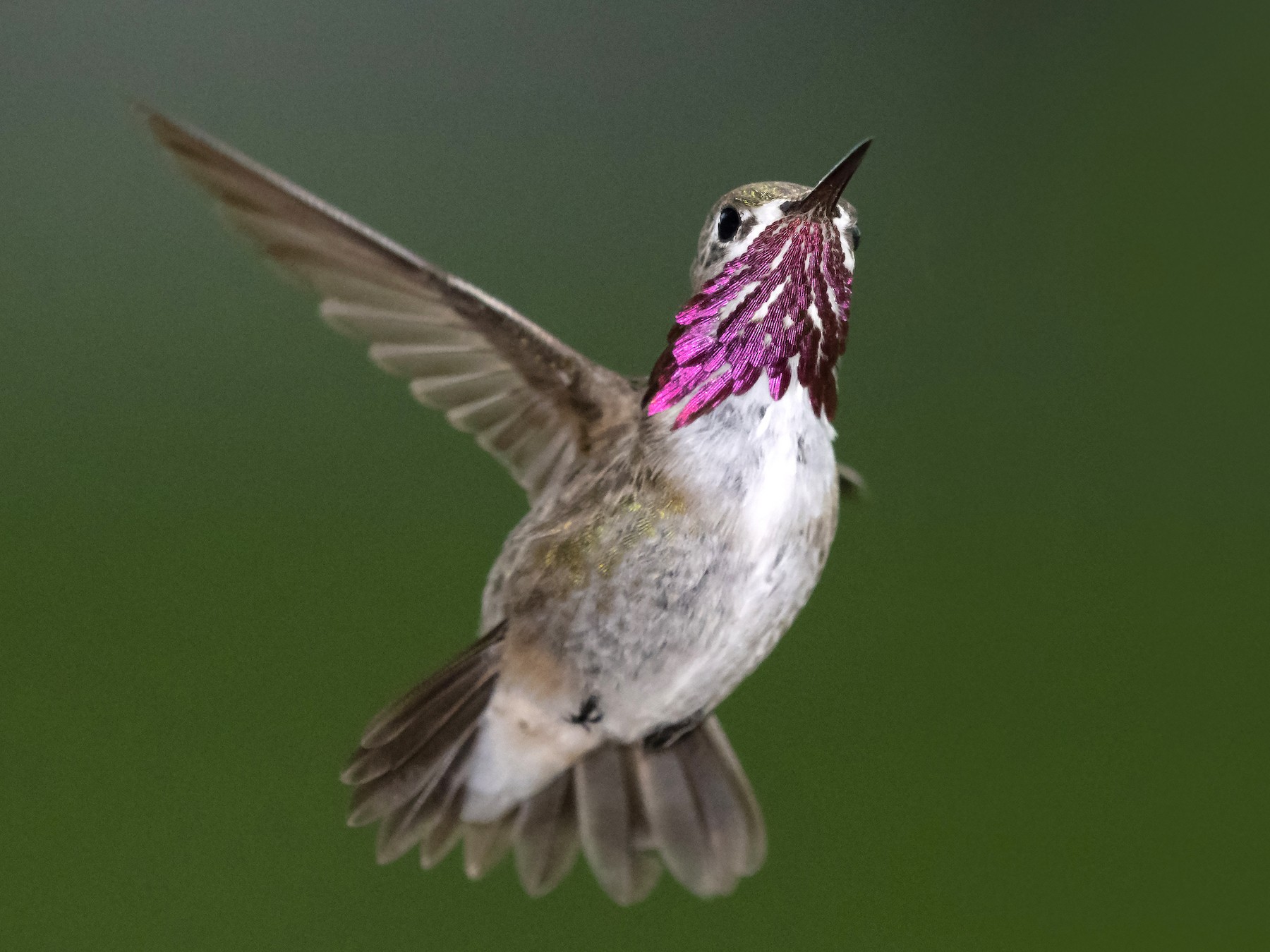 Calliope Hummingbird - eBird
