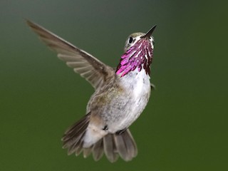 Calliope Hummingbird - eBird
