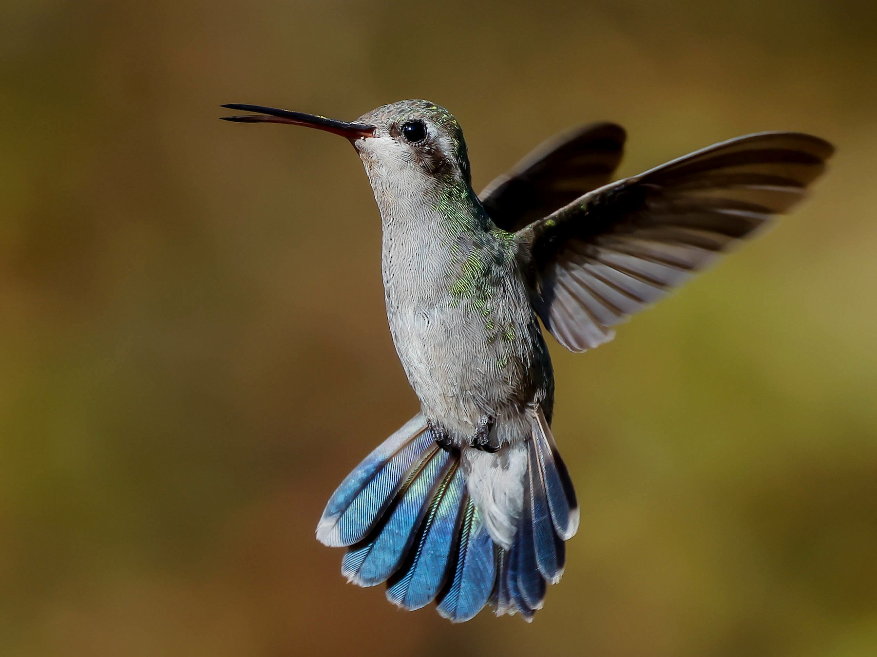 Colibrí Pico Ancho Norteño - eBird