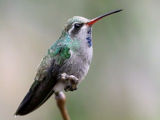 Colibri circé - eBird