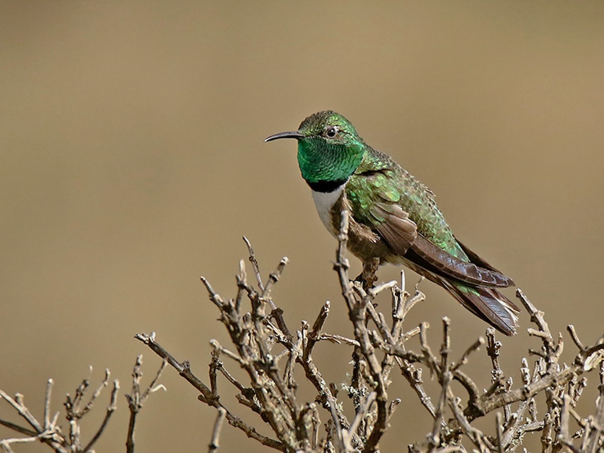 Green-headed Hillstar - Oreotrochilus stolzmanni - Birds of the World