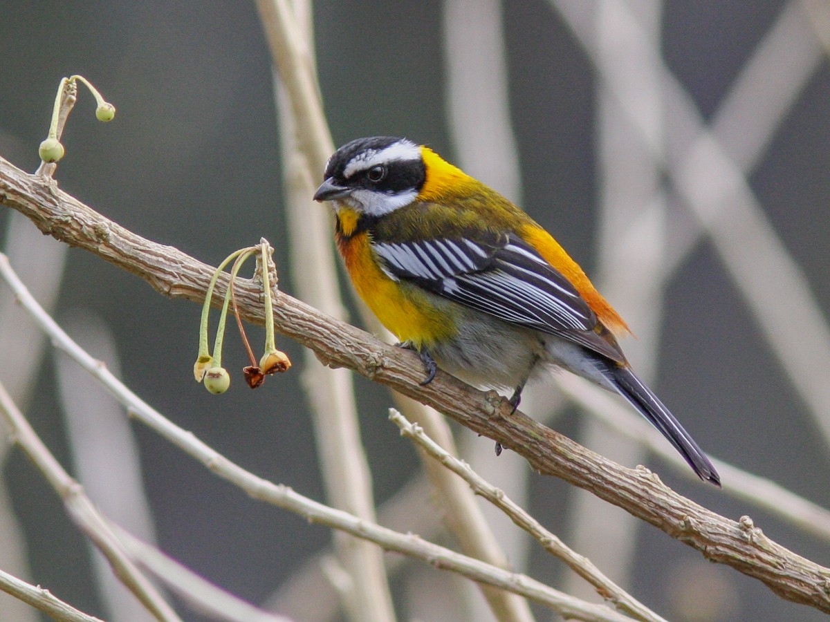 Hispaniolan Spindalis - Spindalis dominicensis - Birds of the World