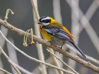 Hispaniolan Spindalis - Spindalis dominicensis - Birds of the World