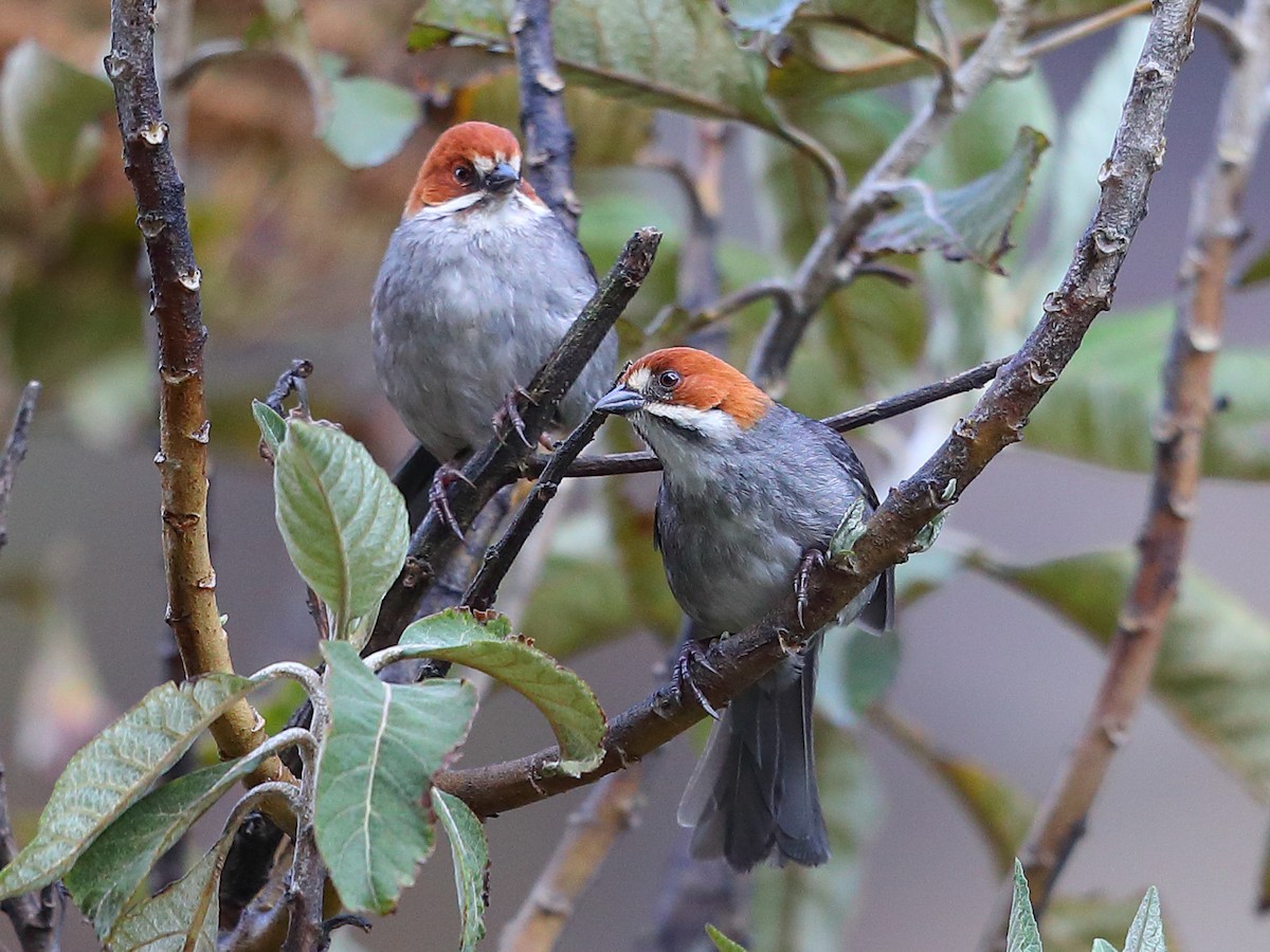 Rufous-eared Brushfinch - Atlapetes rufigenis - Birds of the World
