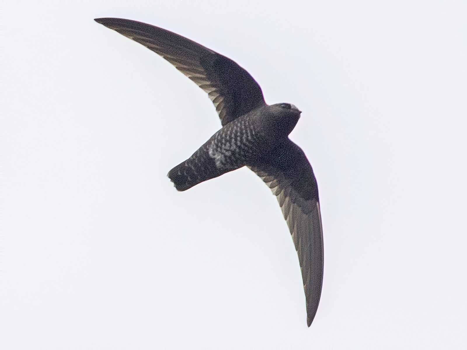 Black Swift Bird