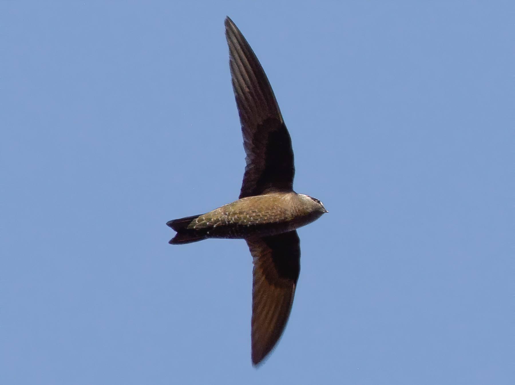 Black Swift - eBird