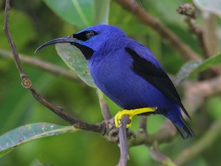Purple Honeycreeper - Cyanerpes caeruleus - Birds of the World