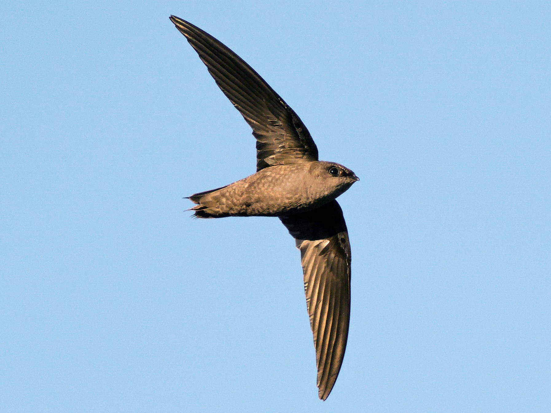 Chimney Swift - eBird