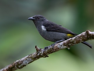 Sulphur-rumped Tanager - Heterospingus rubrifrons - Birds of the World