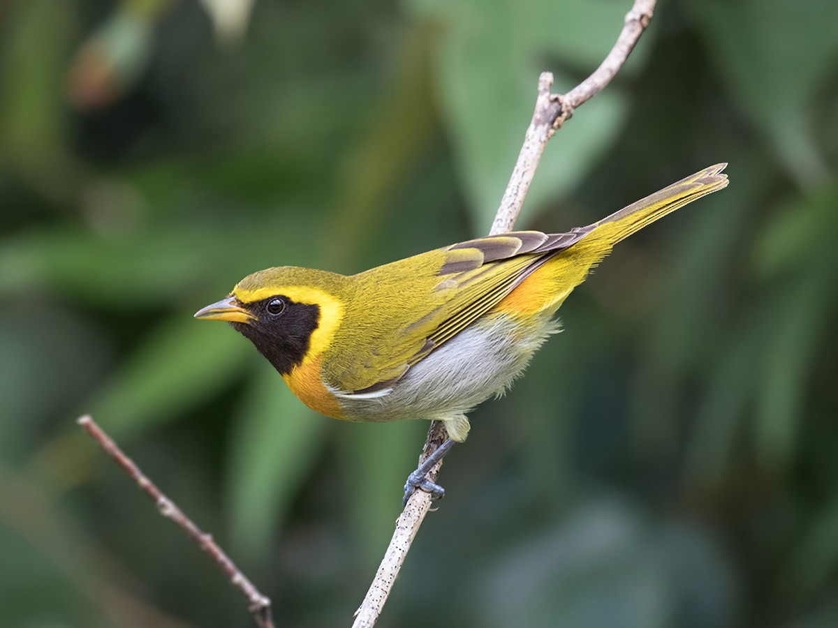 Guira Tanager - Hemithraupis guira - Birds of the World