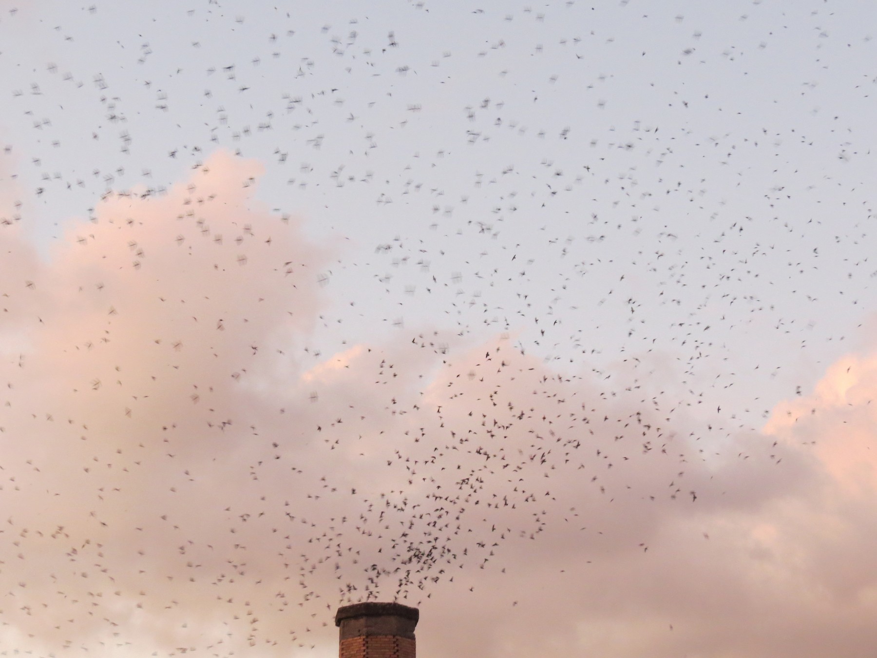 Vaux's Swift - eBird