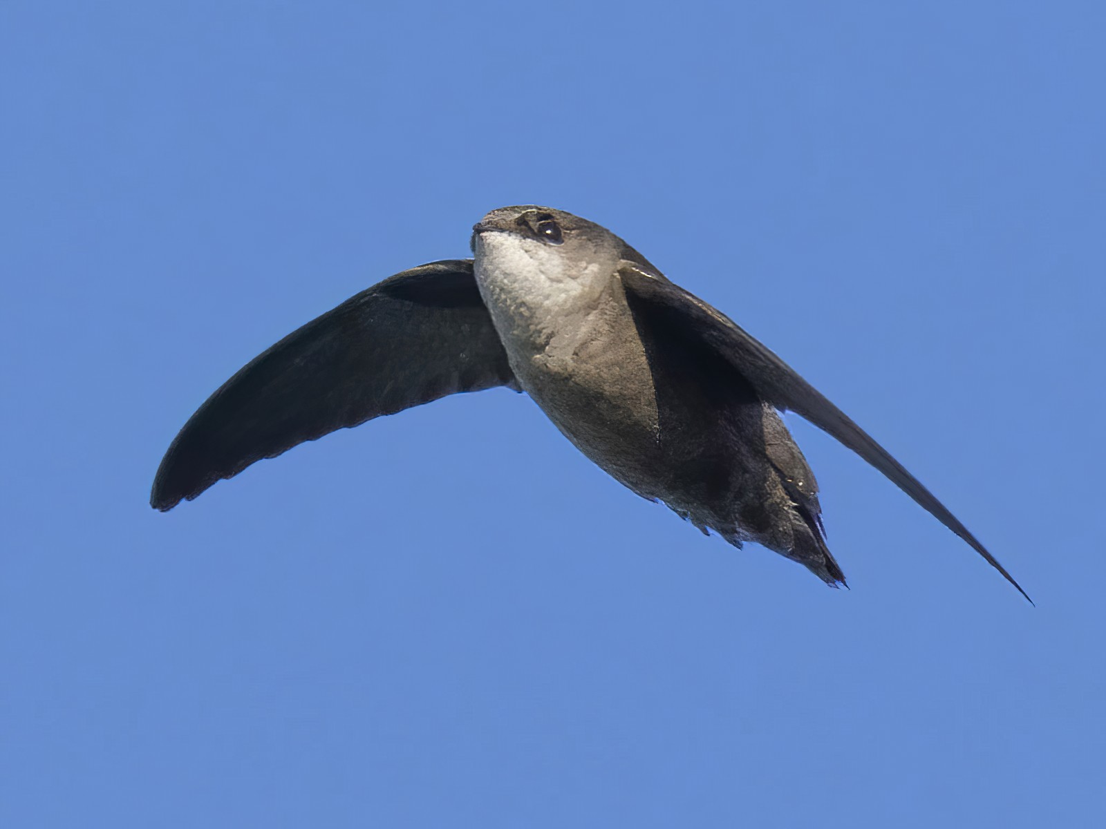 Vaux's Swift - eBird