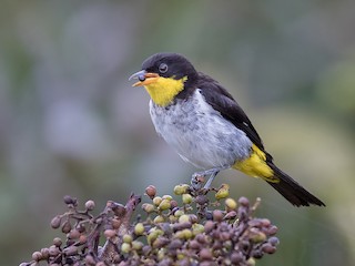 Yellow-backed Tanager - Hemithraupis flavicollis - Birds of the World