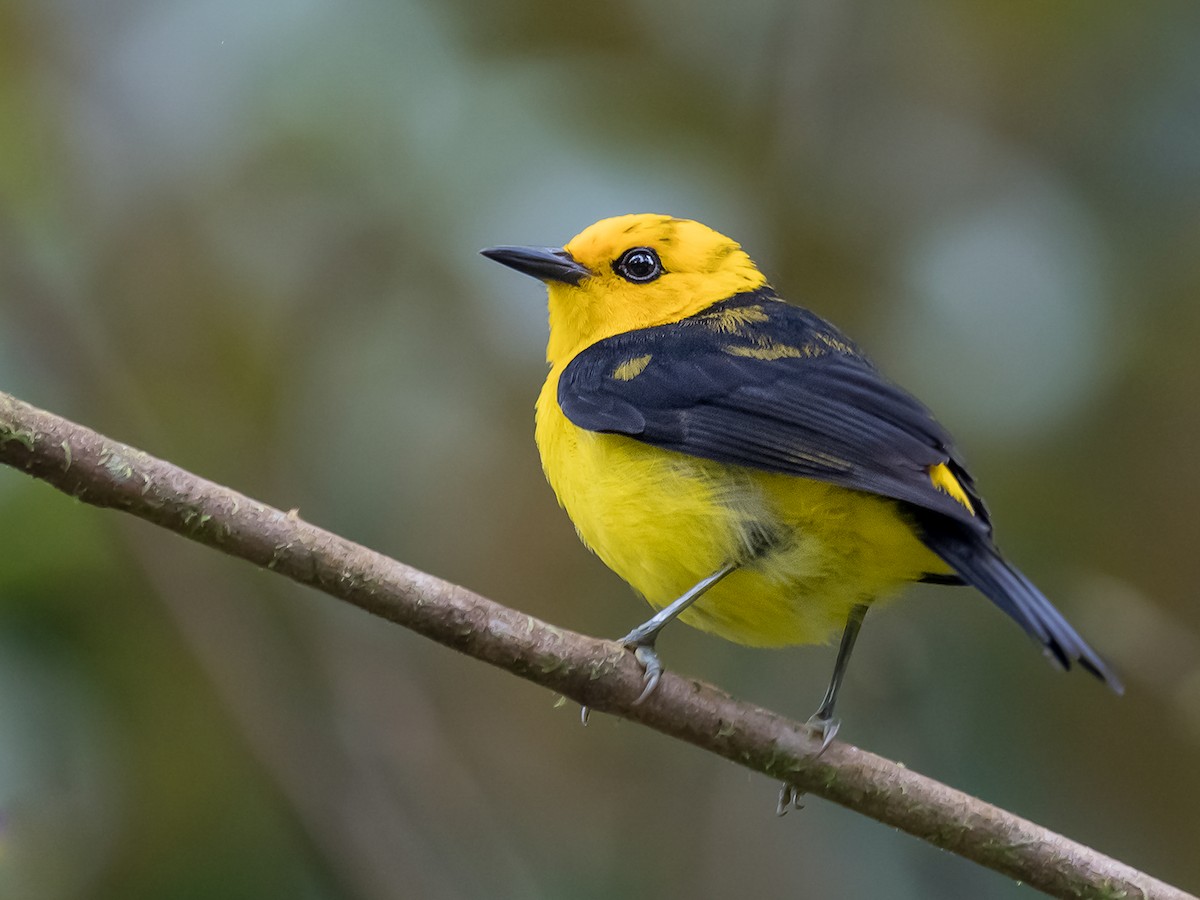 Black-and-yellow Tanager - Chrysothlypis chrysomelas - Birds of the World