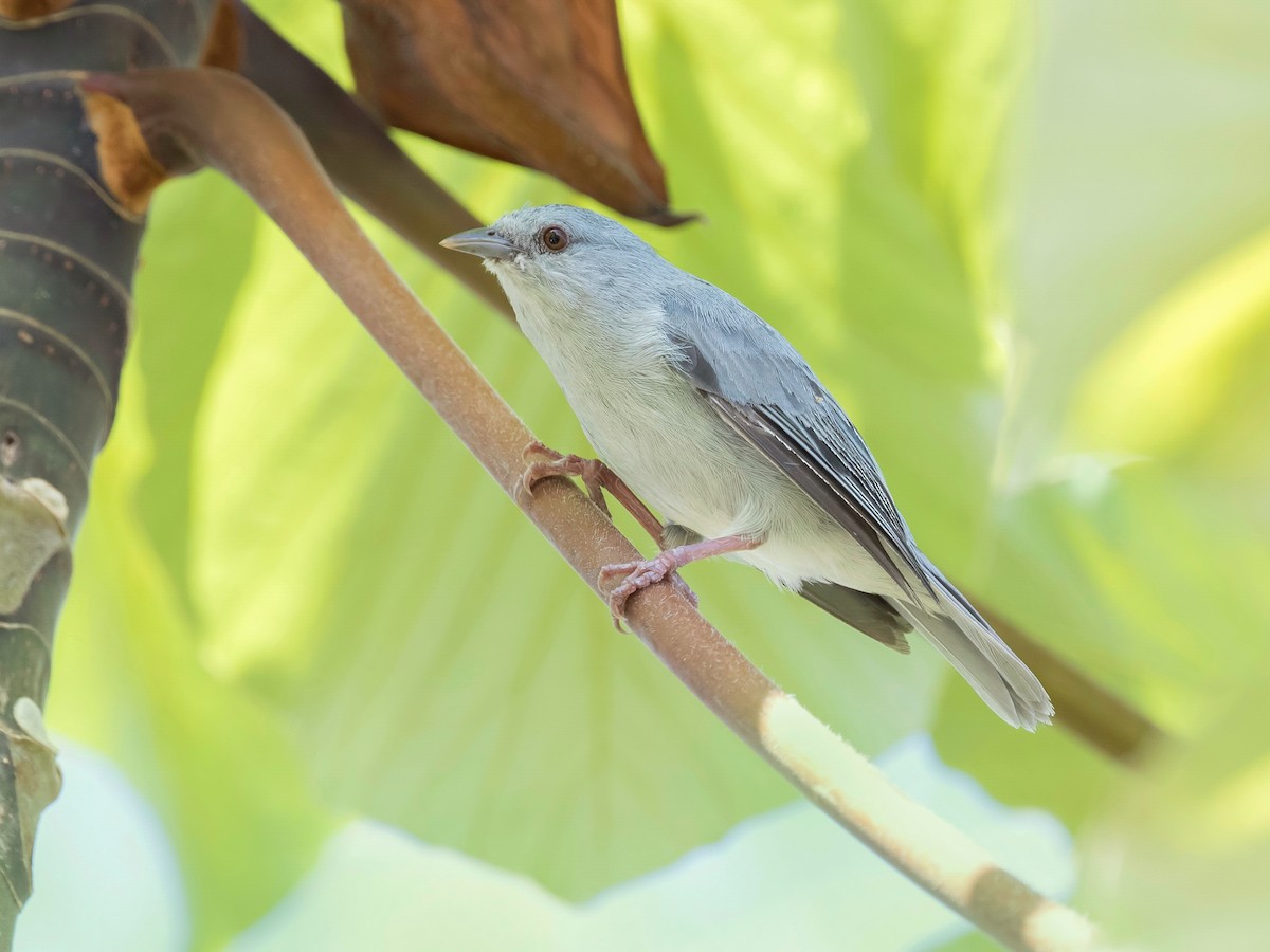 Pearly-breasted Conebill - Conirostrum margaritae - Birds of the World