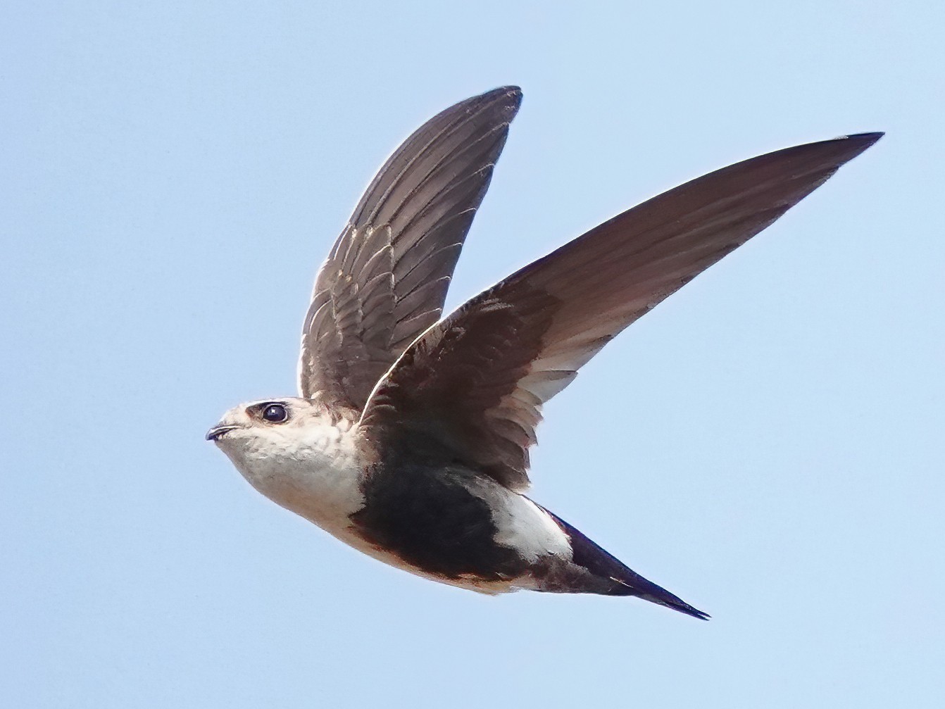 White-throated Swift - eBird