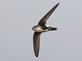 White-throated Swift - eBird