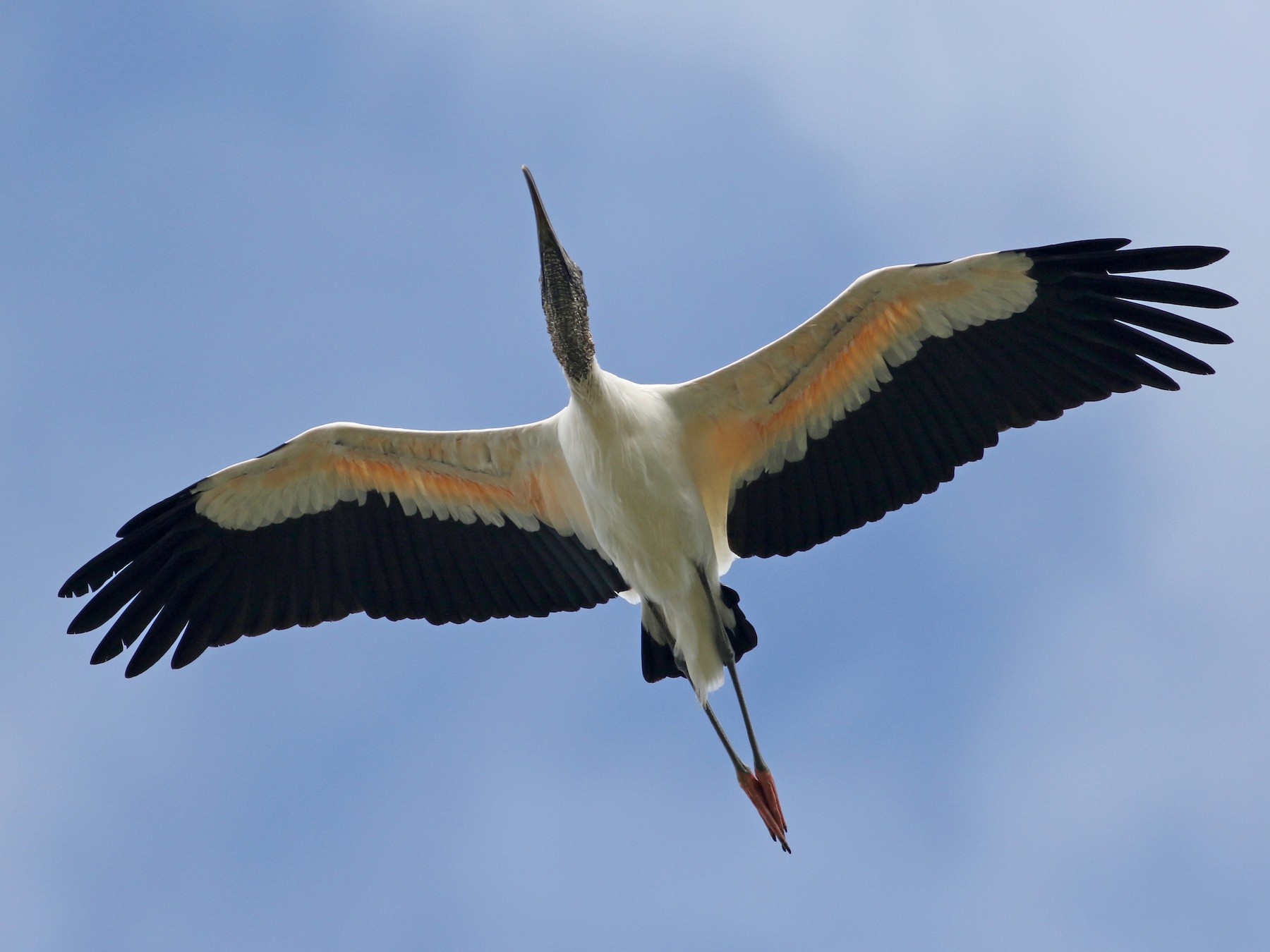 Wood Stork - eBird