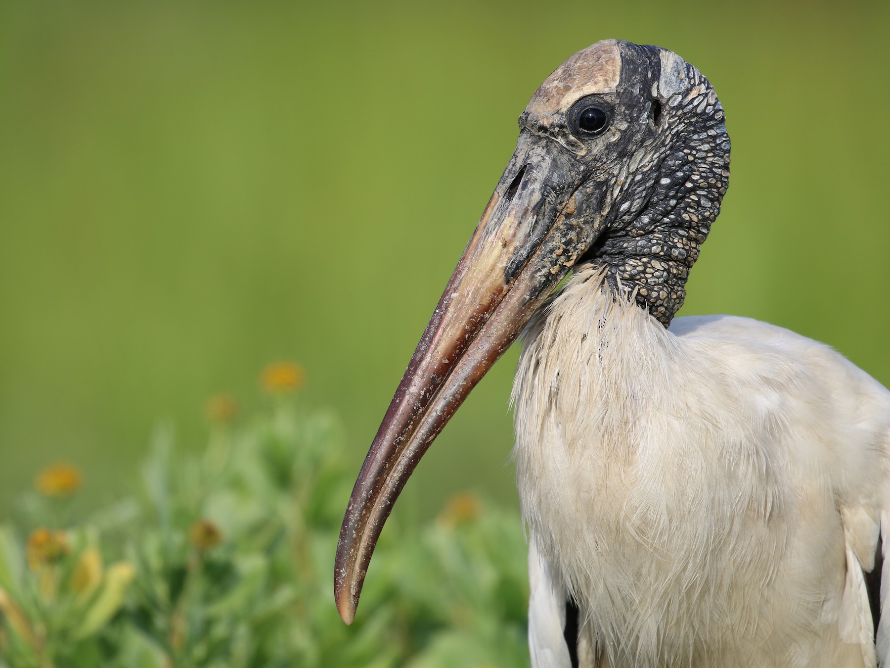 Wood Stork - New York Breeding Bird Atlas